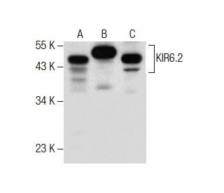 KIR6.2 Antibody (B-9) - Western Blotting - Image 286055