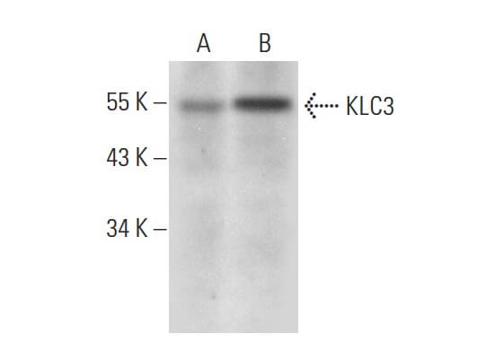 KLC3 Antibody (E-7) | SCBT - Santa Cruz Biotechnology