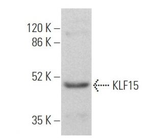 KLF15 Antibody (A-5) - Western Blotting - Image 360301