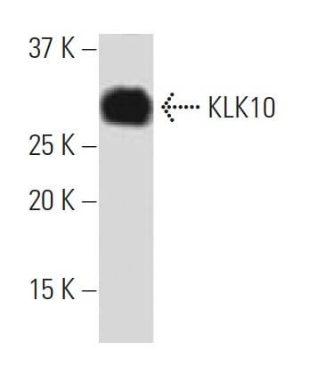 KLK10抗体 (I-06) | SCBT - Santa Cruz Biotechnology