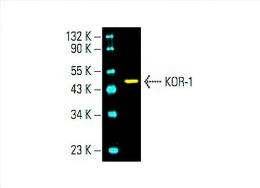 Anti-KOR-1 Antibody (D-8) | SCBT - Santa Cruz Biotechnology
