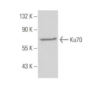 Anti-Ku70 Antibody (E-5) | SCBT - Santa Cruz Biotechnology