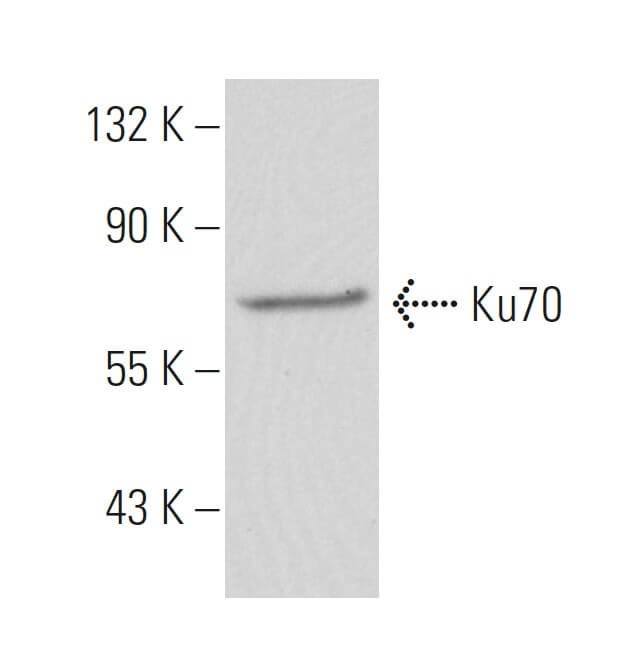 Anti-Ku70 Antibody (E-5) | SCBT - Santa Cruz Biotechnology