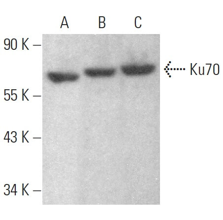 Anti-Ku70 Antibody (E-5) | SCBT - Santa Cruz Biotechnology