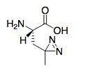 L-Photo-Leucine | SCBT - Santa Cruz Biotechnology