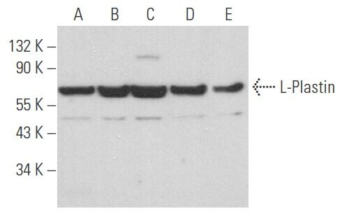 L-Plastin抗体 (C-4) | SCBT - Santa Cruz Biotechnology