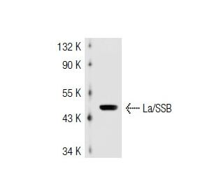Anti-La/SSB Antibody (22A) | SCBT - Santa Cruz Biotechnology