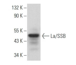 Anti-La/SSB Antibody (B-8) | SCBT - Santa Cruz Biotechnology