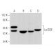 La/SSB Antibody (B-8) | SCBT - Santa Cruz Biotechnology