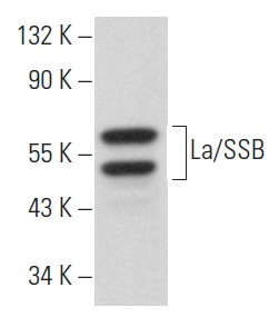Anti-La/SSB Antibody (B-8) | SCBT - Santa Cruz Biotechnology
