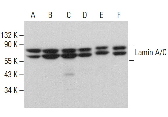 Lamin A/C Antibody (A-5) | SCBT - Santa Cruz Biotechnology
