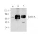 Lamin A/C Antibody (E-1) | SCBT - Santa Cruz Biotechnology
