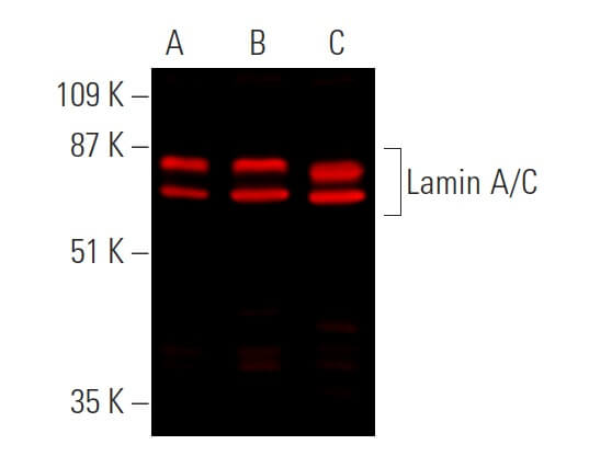 Anti-Lamin A/C Antibody (E-1) | SCBT - Santa Cruz Biotechnology