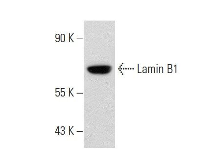Lamin B1抗体 (119D5-F1) | SCBT - Santa Cruz Biotechnology