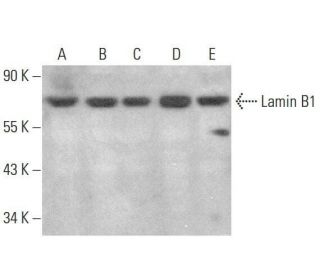 Lamin B1 Antibody (A-11) | SCBT - Santa Cruz Biotechnology