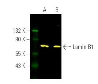 Lamin B1 Antibody (A-11) - Western Blotting - Image 391360