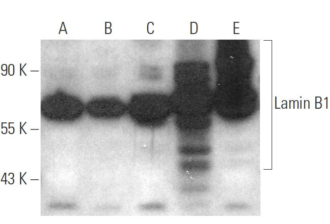 Anti-Lamin B1 Antibody (B-10) | SCBT - Santa Cruz Biotechnology