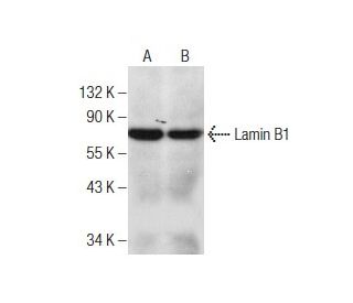 Lamin B1 Antibody (E-12) | SCBT - Santa Cruz Biotechnology