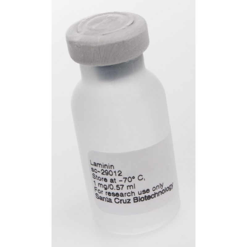 Laminin | SCBT - Santa Cruz Biotechnology