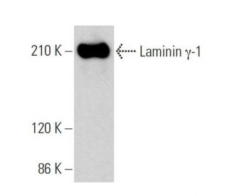 Laminin γ-1双切口酶质粒(h) | SCBT - Santa Cruz Biotechnology