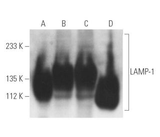 LAMP-1 Antibody (1D4B) - Western Blotting - Image 4901