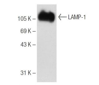 LAMP-1 Antibody (1D4B) - Western Blotting - Image 142307
