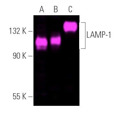 LAMP1 Antibody (1D4B) | SCBT - Santa Cruz Biotechnology
