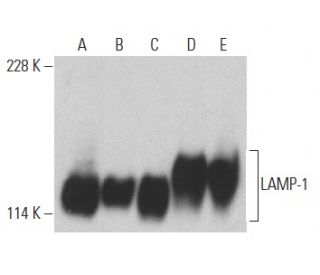 LAMP-1 Antibody (1D4B) - Western Blotting - Image 400025