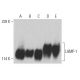 LAMP1 Antibody (1D4B) | SCBT - Santa Cruz Biotechnology