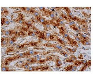 LAMP-1 Antibody (E-5) - Immunohistochemistry - Image 350580