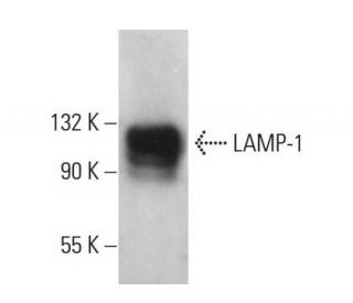 LAMP-1 Antibody (E-5) - Western Blotting - Image 380636