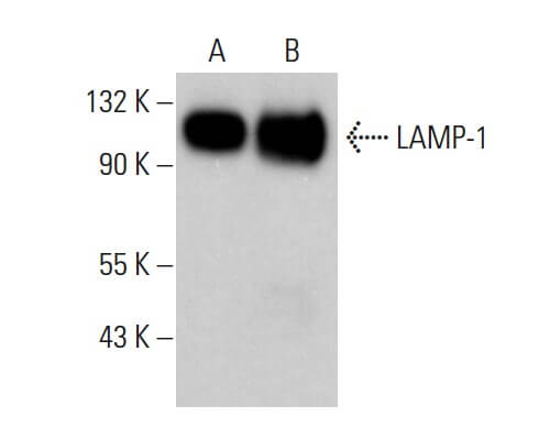Anti-LAMP-1 Antibody (E-5) | SCBT - Santa Cruz Biotechnology