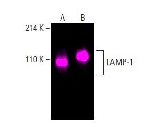 Anti-LAMP-1 Antibody (E-5) | SCBT - Santa Cruz Biotechnology
