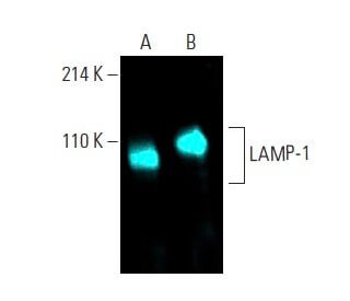 LAMP-1 Antibody (E-5) - Western Blotting - Image 399219