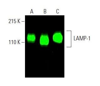 LAMP-1 Antibody (E-5) - Western Blotting - Image 399220
