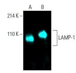 Anti-LAMP-1 Antibody (E-5) | SCBT - Santa Cruz Biotechnology
