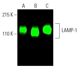 Anti-LAMP-1 Antibody (E-5) | SCBT - Santa Cruz Biotechnology