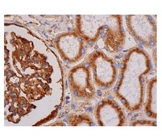 LAMP-1 Antibody (H4A3) - Immunohistochemistry - Image 350586