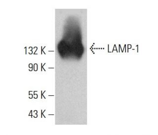 LAMP-1 Antibody (H4A3) - Western Blotting - Image 379003