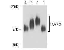 LAMP-2 Antibody (6A430) | SCBT - Santa Cruz Biotechnology