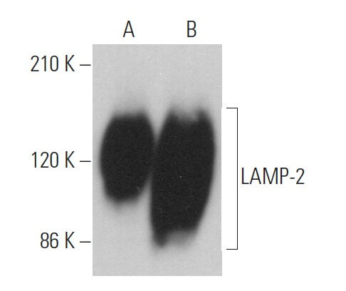 Anti-LAMP-2 Antibody (6A430) | SCBT - Santa Cruz Biotechnology
