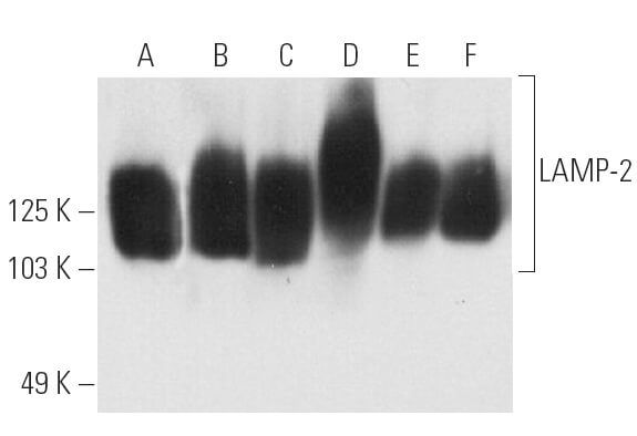 LAMP-2 Antibody (C-20) | SCBT - Santa Cruz Biotechnology
