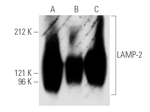 LAMP-2抗体 (M3/84) | SCBT - Santa Cruz Biotechnology
