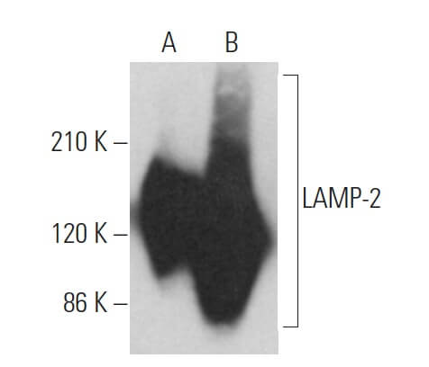 Anti-LAMP-2 Antibody (M3/84) | SCBT - Santa Cruz Biotechnology