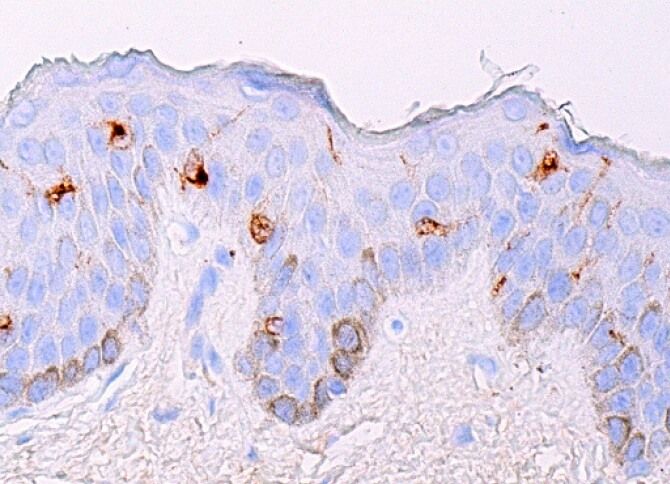 Langerin Antibody (H-4) | SCBT - Santa Cruz Biotechnology