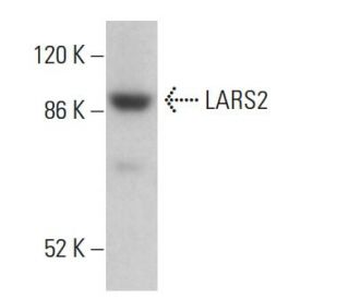 LARS2 Antibody (D-10) - Western Blotting - Image 376237