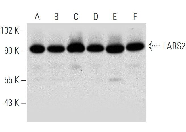 LARS2抗体 (G-9) | SCBT - Santa Cruz Biotechnology