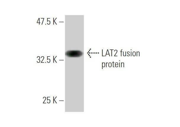 LAT2 Antibody (3F10) | SCBT - Santa Cruz Biotechnology
