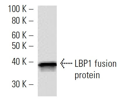 Anti-LBP1 Antibody (327C1a) | SCBT - Santa Cruz Biotechnology