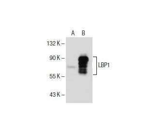 Anti-LBP1 Antibody (327C1a) | SCBT - Santa Cruz Biotechnology